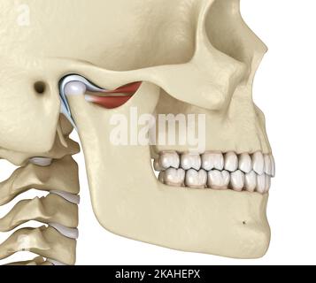 TMJ: The temporomandibular joints. Healthy occlusion anatomy. Medically ...