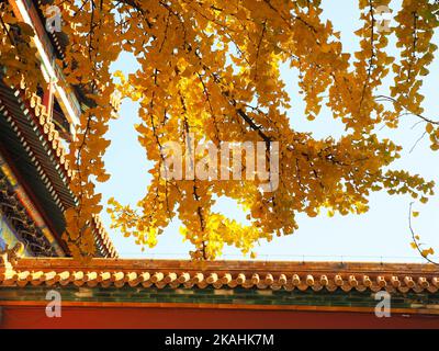 Autumn scenery in the Palace Museum in Beijing, China, 2 November, 2022 ...