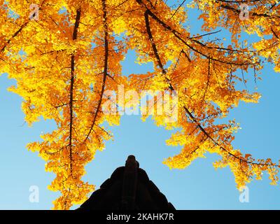 Autumn scenery in the Palace Museum in Beijing, China, 2 November, 2022 ...