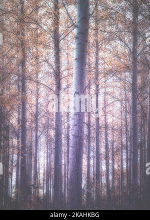 Autumnal trees in the Gypsy Lane Wood, East Hanney Oxfordshire Stock ...