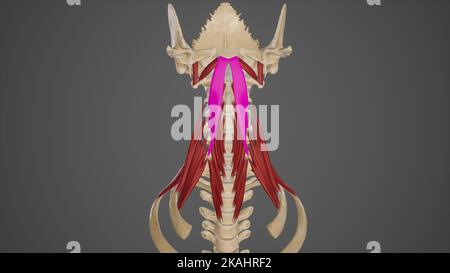Illustration of the longus capitis muscles Stock Photo - Alamy