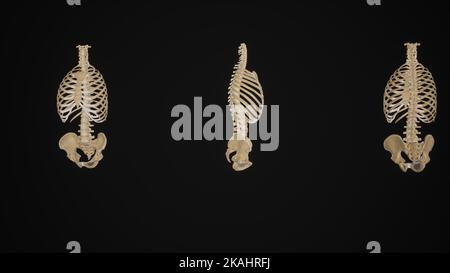 Costovertebral and Costotransverse Joints anatomy human rib cage for ...