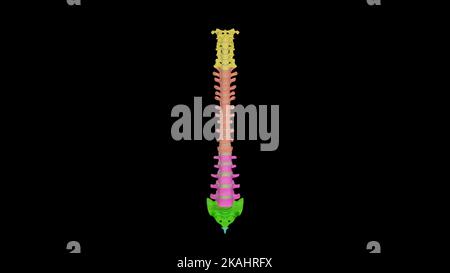 Medical Ilustration of Colored Cervical,Thoracic,and Lumbar Spines ...
