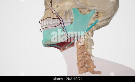 Medical Illustration of Submental Triangle Stock Photo - Alamy