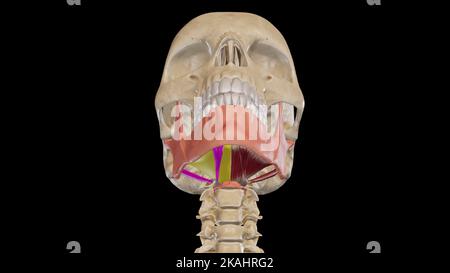 Medical Illustration of Suprahyoid Muscles Stock Photo - Alamy