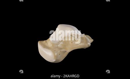 Cuneiform bones of the foot, illustration Stock Photo - Alamy