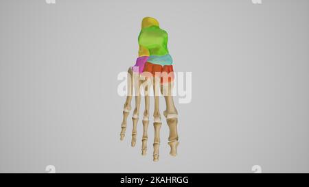 Metatarsal Bones Anatomy Superior View Stock Photo - Alamy