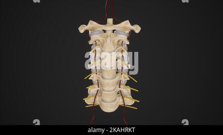 The nerves of the neck Stock Photo - Alamy