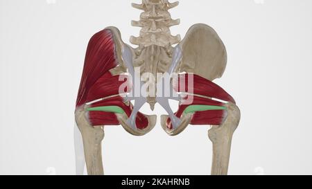 Lateral Rotators of Hip-Superior Gemellus Stock Photo - Alamy