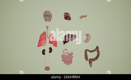 Pancreas 3D rendering illustration anterior or front view close-up ...