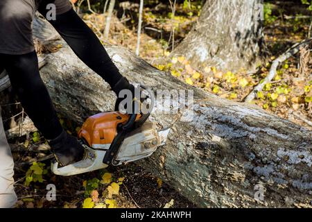Following a hurricane, a tree fell in the forest and was cut down with ...