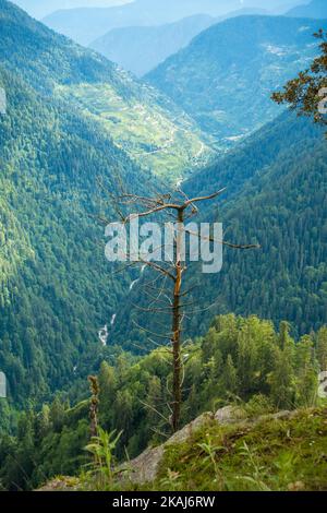 Exotic view of a valley with dense deodar tree forest from a hill top ...