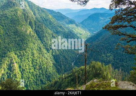 Exotic view of a valley with dense deodar tree forest from a hill top ...