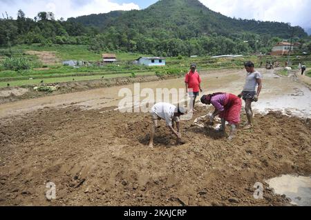 A farmer prepares the ground for Rice Planntation during the ...