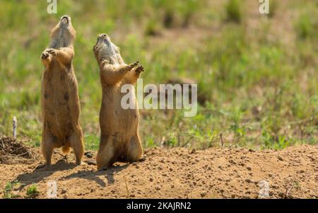 A closeup shot of a brown Mexican prairie dog standing on the trunk of ...