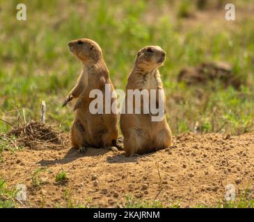 A closeup shot of a Mexican prairie dog sitting on the ground and ...