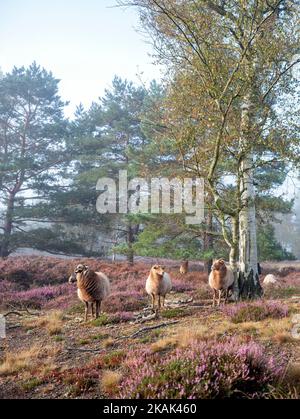 sheep on heather in misty morning near utrecht in the netherlands Stock ...
