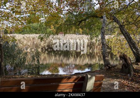 Looking at a small pond reflecting the common reed surrounding it in ...