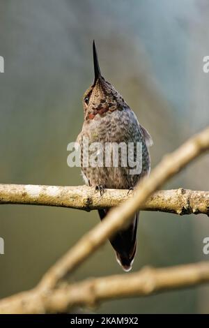 Vertical shot of a hummingbird perched on a tree branch Stock Photo - Alamy
