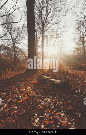 matte colors with morning light in warm autumn forest, haze and sun ...