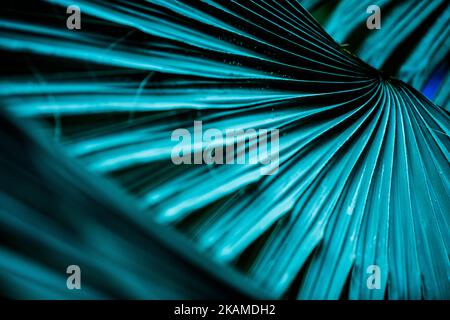 details of Palm leafs in different shades and colors Stock Photo - Alamy