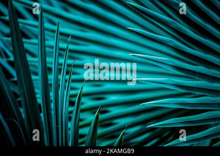 details of Palm leafs in different shades and colors Stock Photo - Alamy