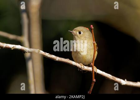 A closeup shot of a ruby-crowned kinglet bird perched on a mossy tree ...
