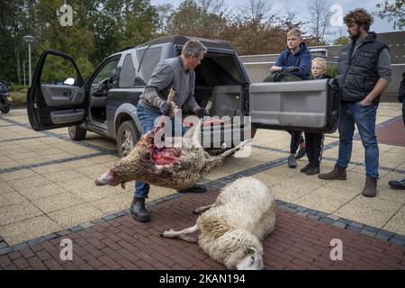 Assen, Netherlands. 03rd Nov, 2022. 2022-11-03 14:21:32 ASSEN - Dead ...