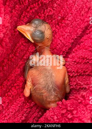A vertical shot of a young newly born baby blackbird sleeping Stock ...