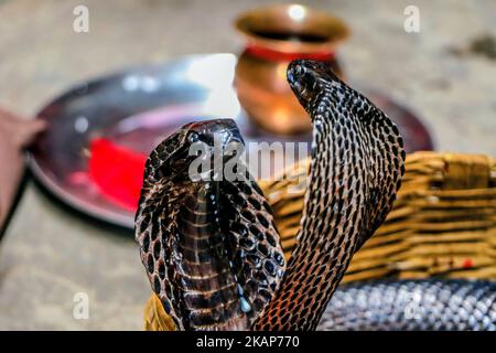 Snakes during the worship of 'Naag' on the occasion of 'Naag Panchami ...