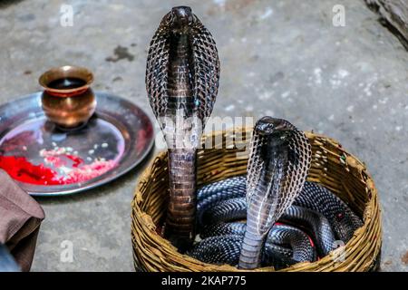 Snakes during the worship of 'Naag' on the occasion of 'Naag Panchami ...