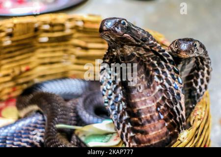 Snakes during the worship of 'Naag' on the occasion of 'Naag Panchami ...