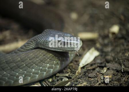 Black Mamba with a spider on it's nose Stock Photo - Alamy