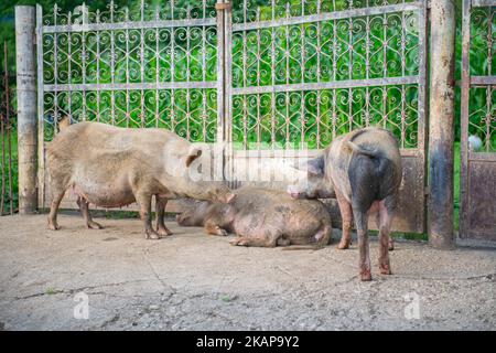 some pigs are waiting at the gate Stock Photo - Alamy