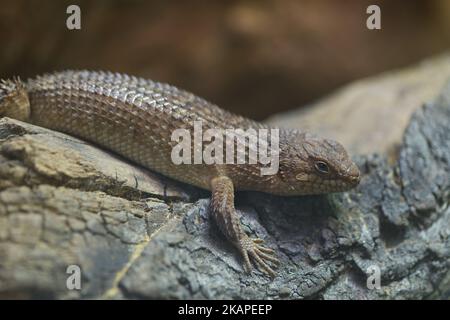 Stokes's skink, Gidgee skink, spiny-tailed skink, Egernia stokesii ...