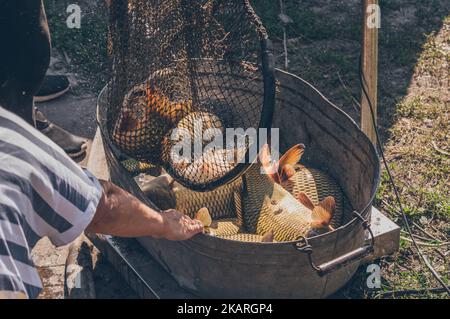 Shiny large carp fish unloaded from net into iron basin with drops ...