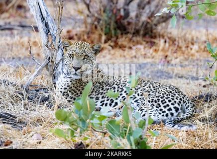 Big Male Leopard resting in typical pose in Baobab tree Stock Photo - Alamy