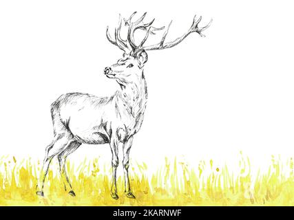 Pencil (ink) drawing of a red deer (Cervus elaphus). Hand drawn black ...