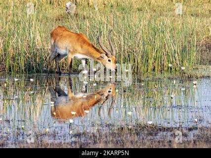 Red Lechwe antelope drinking from the Kwai River, Moremi Game reserve ...