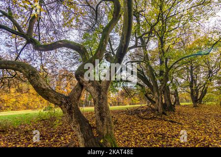 Wien, Vienna: gnarled maple trees, autumn colors at clearing meadow ...