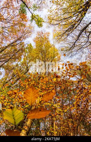 Wien, Vienna: beech trees, autumn colors in Wienerwald (Vienna Woods ...