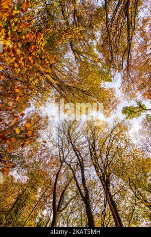 Wien, Vienna: beech trees, autumn colors in Wienerwald (Vienna Woods ...