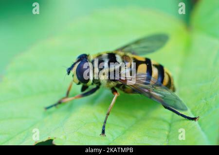 Detailed closeup on a Deadhead hoverfly, Myathropdea florea, sitting on ...