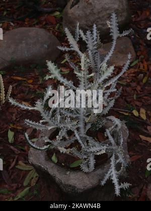 Candelabra Cactus Euphorbia lactea compacta Stock Photo - Alamy