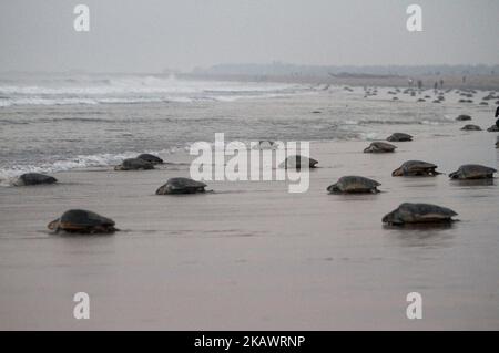 Olive Ridley turtles look at the Rushikulya river mouth beach on Bay of ...