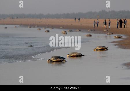 Olive Ridley turtles look at the Rushikulya river mouth beach on Bay of ...