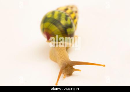 arboreal pulmonate land snail Amphidromus palaceus isolated on white ...