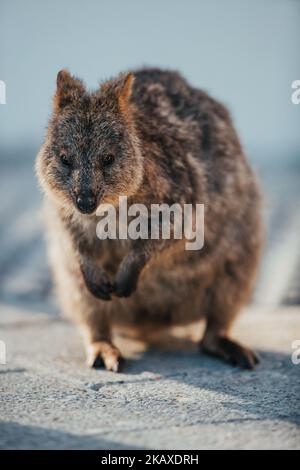 Closeup animal-portrait of a cute Quokka, a little kangaroo at Rottnest ...