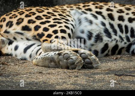 Leopard (Panthera pardus fusca) foot prints in snow Eaglenest Wildlife ...