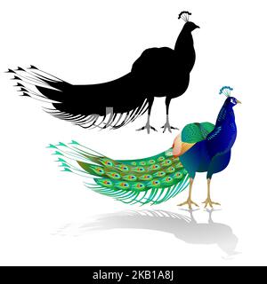 Vector line drawing peacock detailed pattern concept flowy tail ...